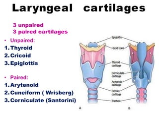 Larynx anatomy and physiology | PPT