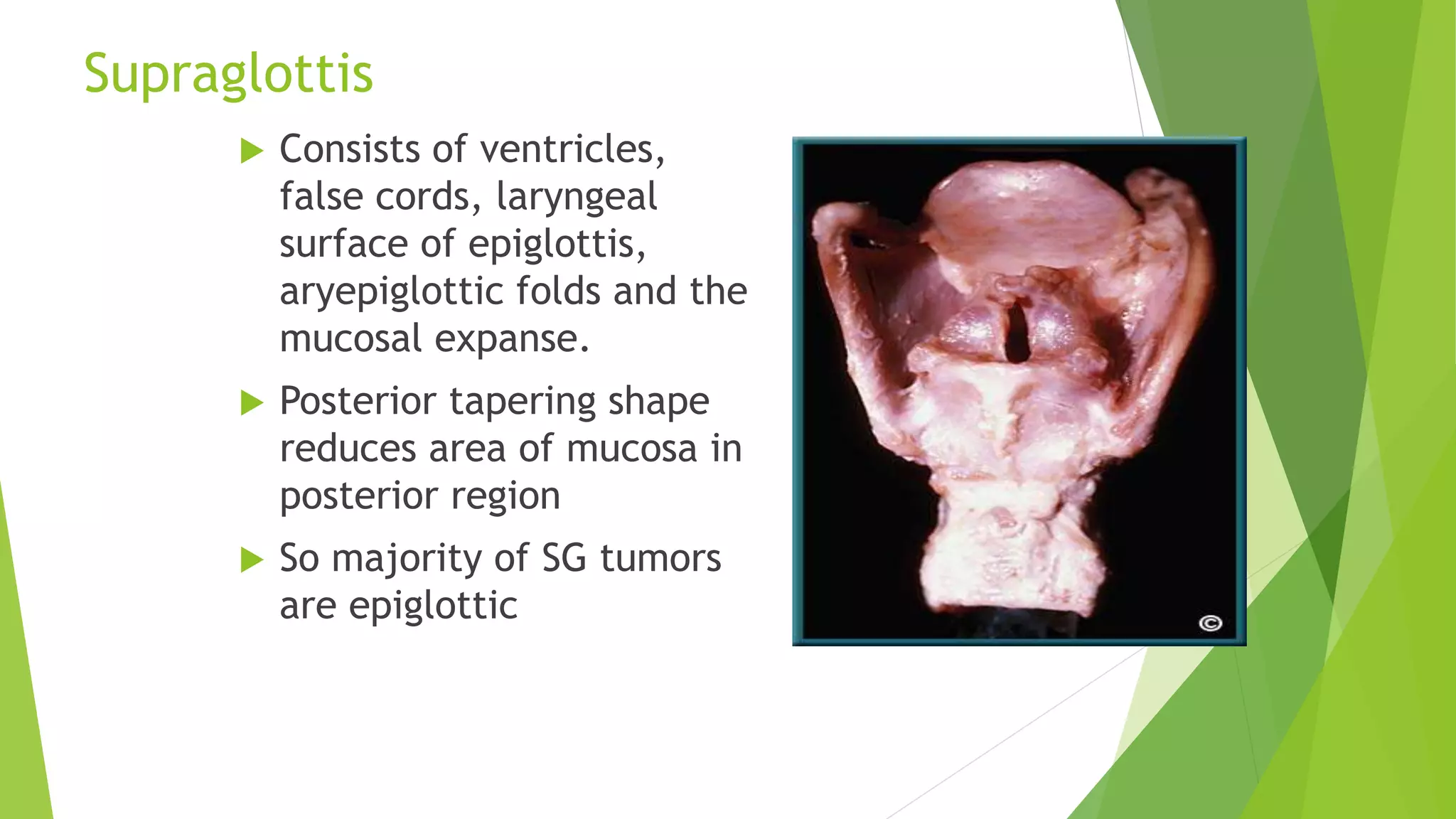 larynx anatomy.pptx