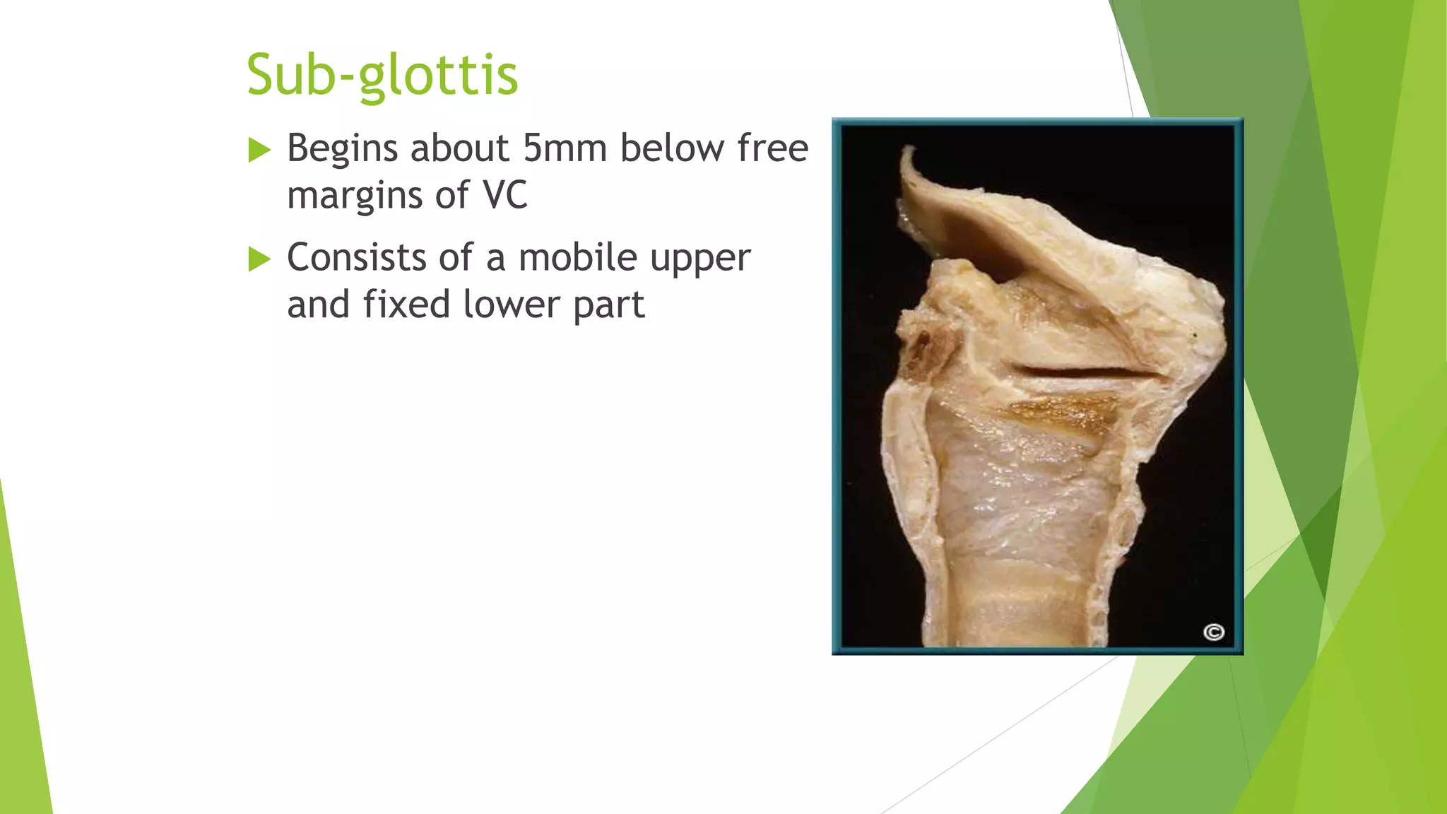 larynx anatomy.pptx