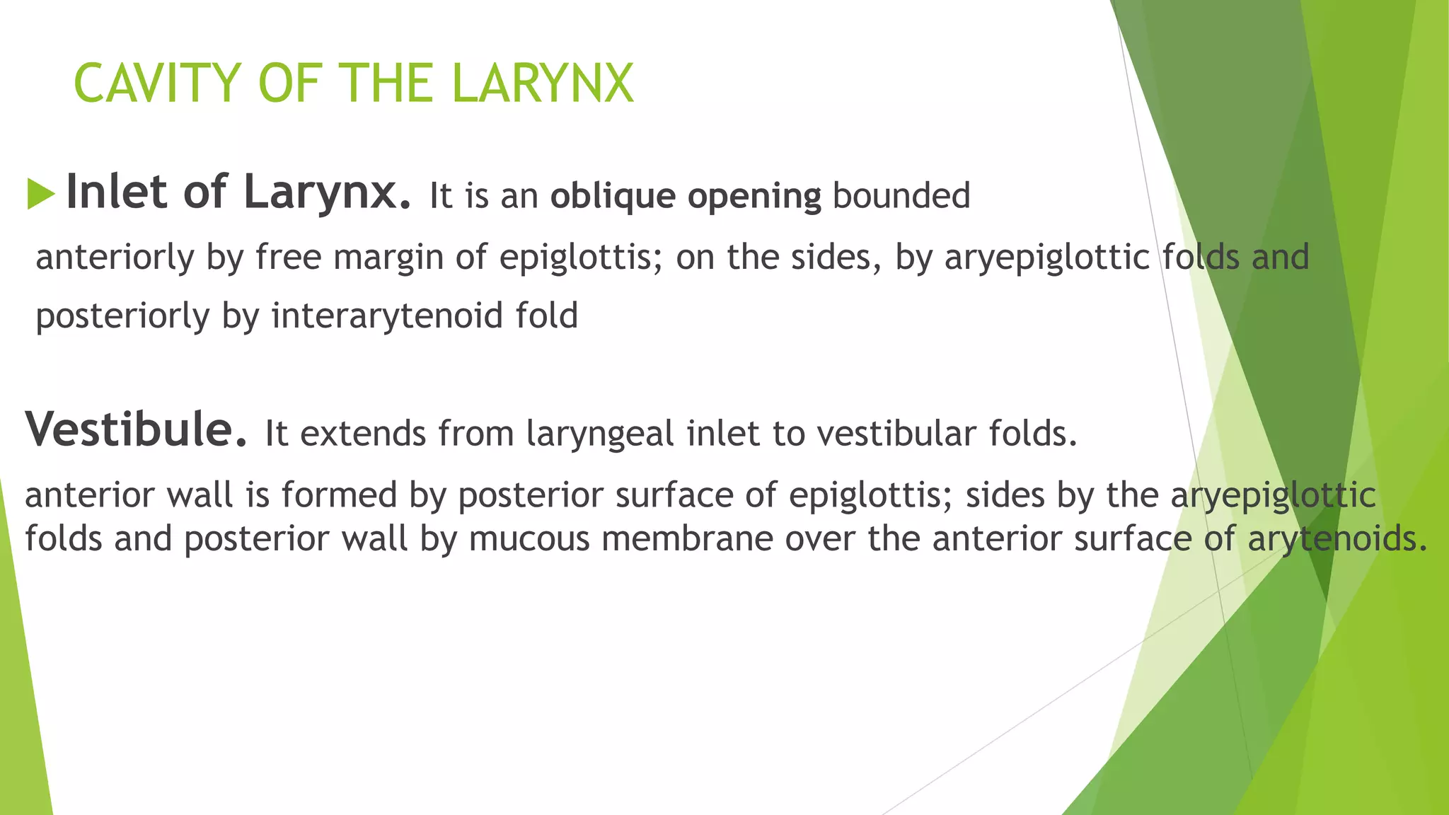 larynx anatomy.pptx