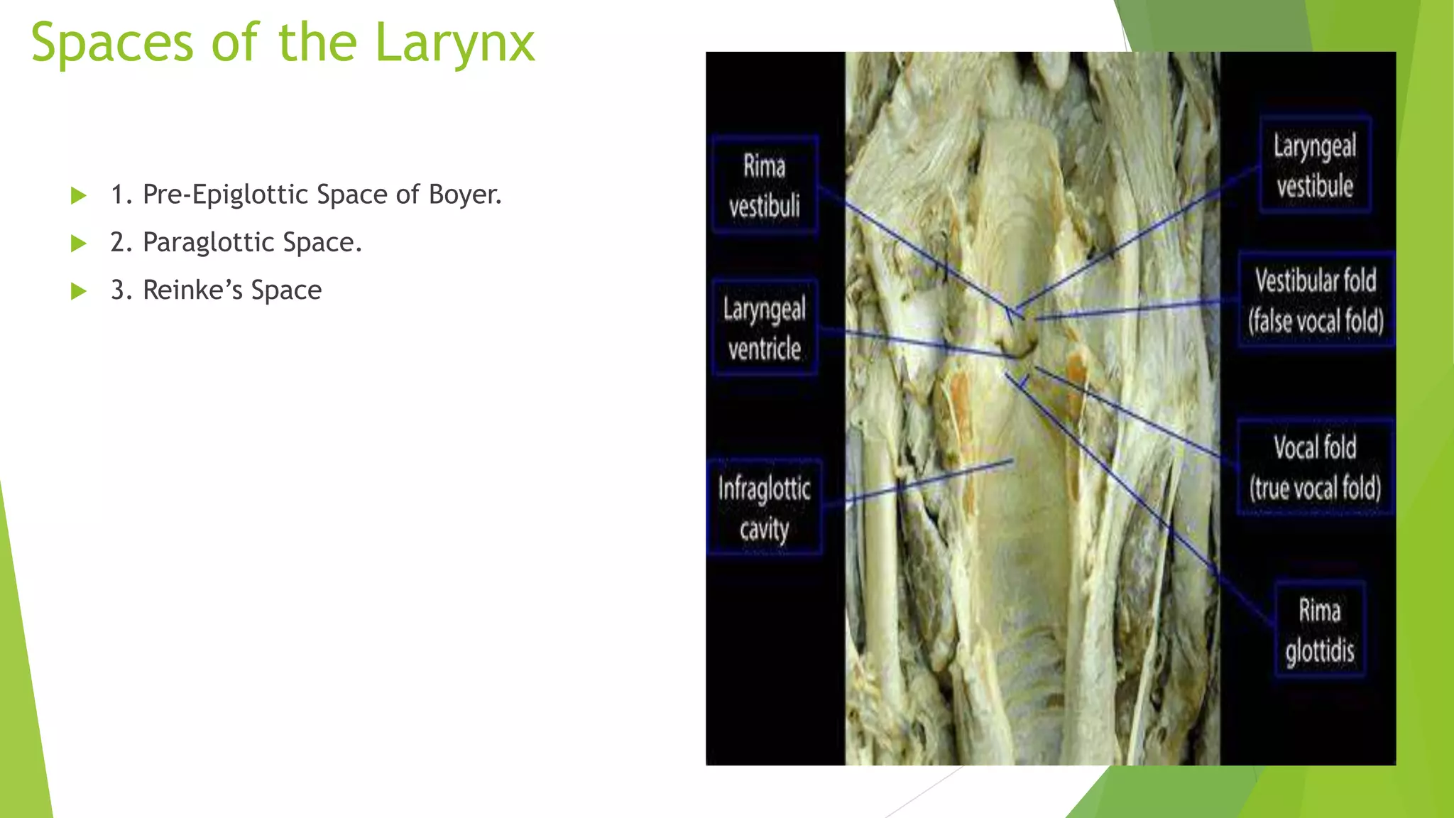 larynx anatomy.pptx