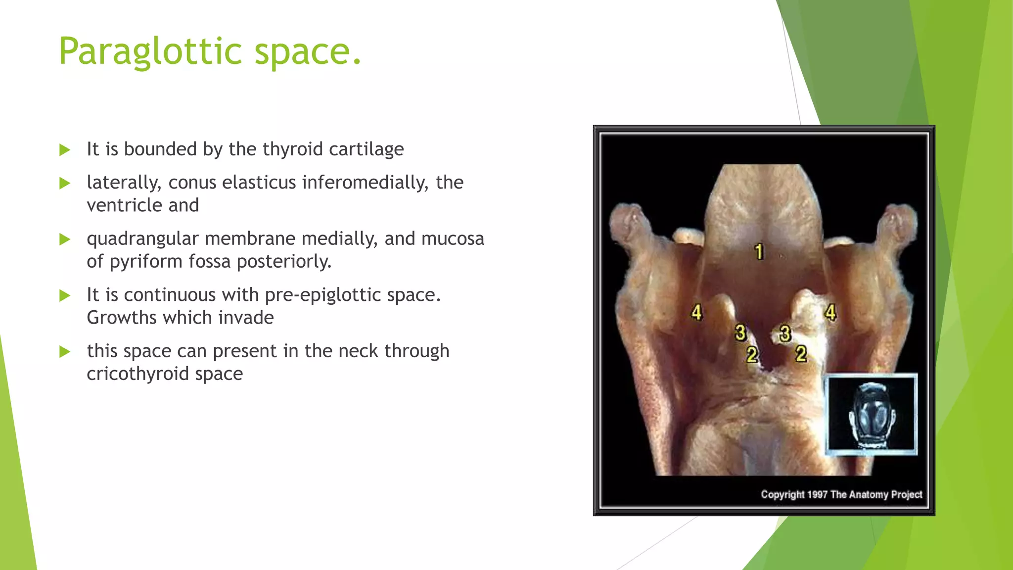 larynx anatomy.pptx
