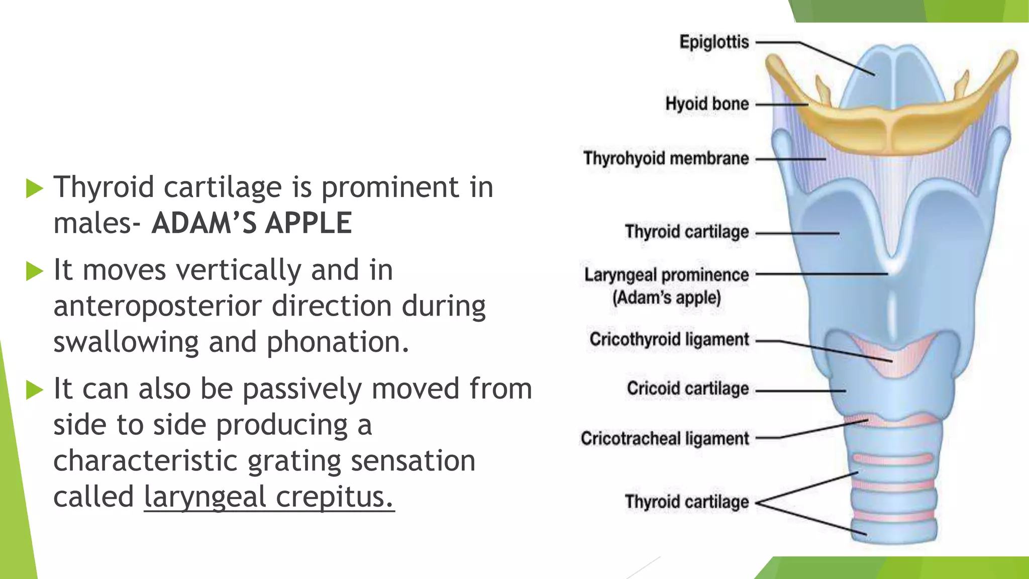 larynx anatomy.pptx