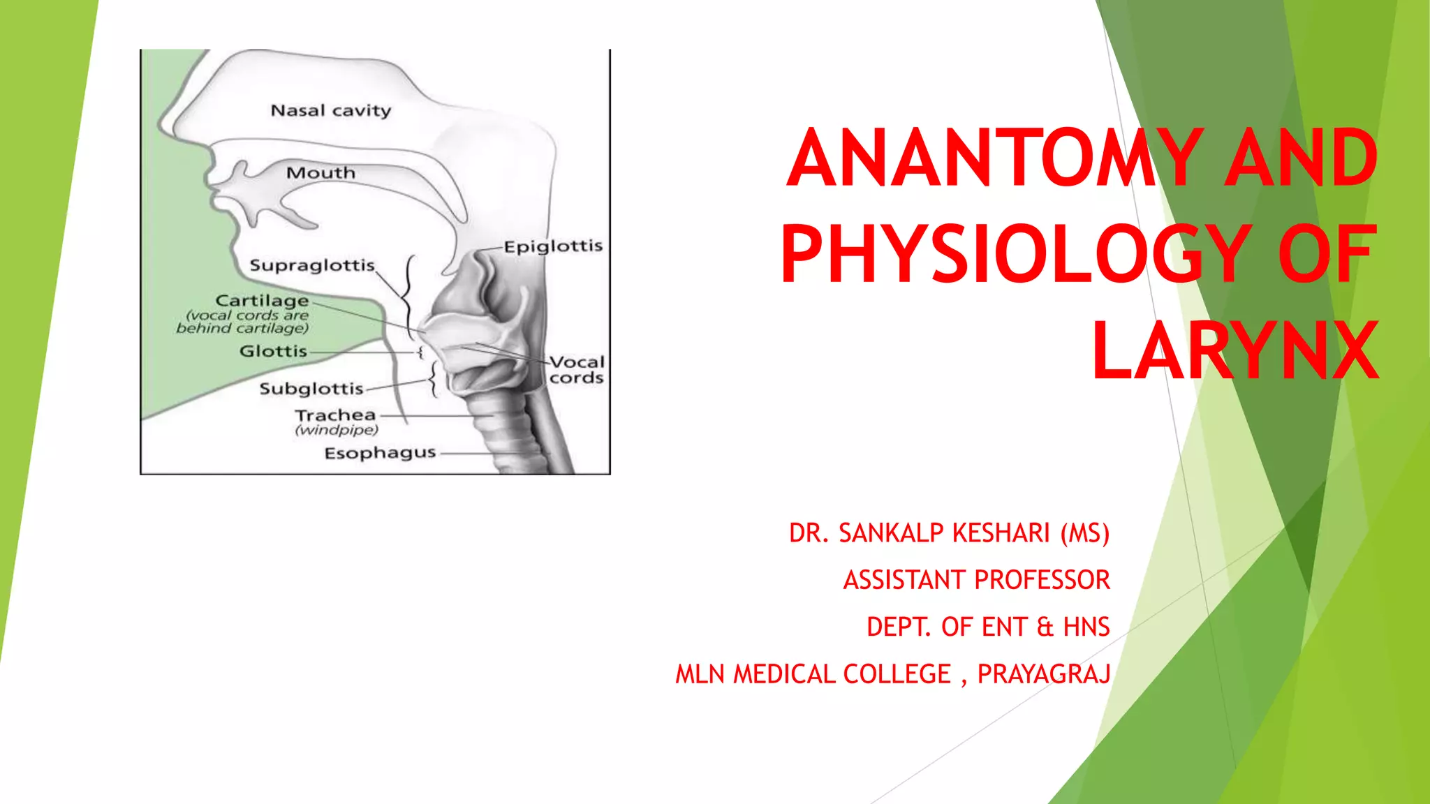 larynx anatomy.pptx