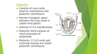 larynx anatomy.pptx