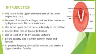 larynx anatomy.pptx