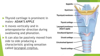 larynx anatomy.pptx