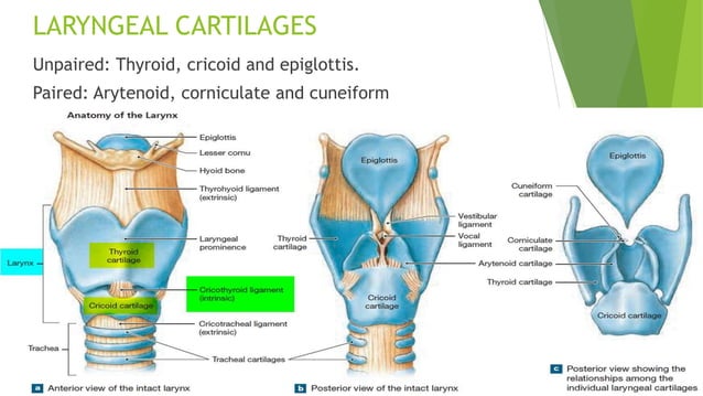 larynx anatomy.pptx