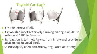 larynx anatomy.pptx