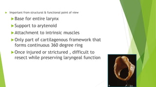 larynx anatomy.pptx