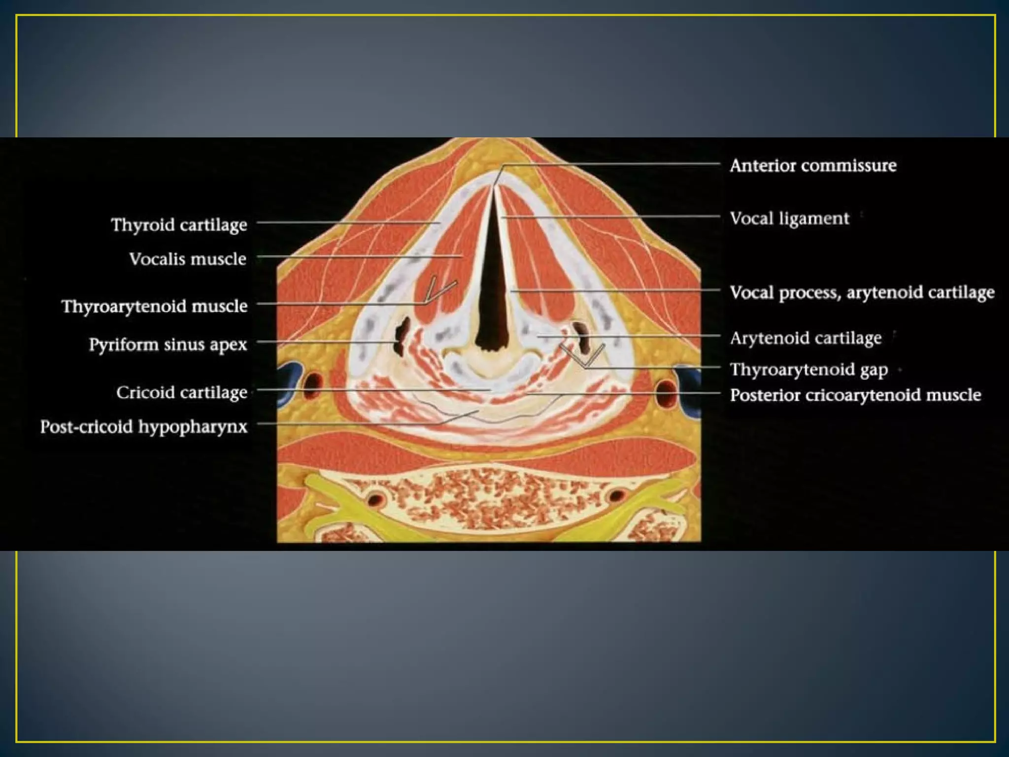 Larynx anatomy ct and mri | PPT