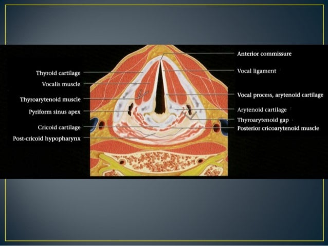 Larynx anatomy ct and mri