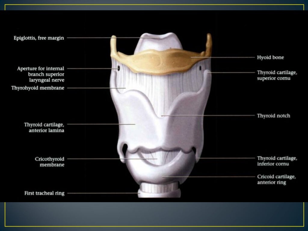 Larynx anatomy ct and mri