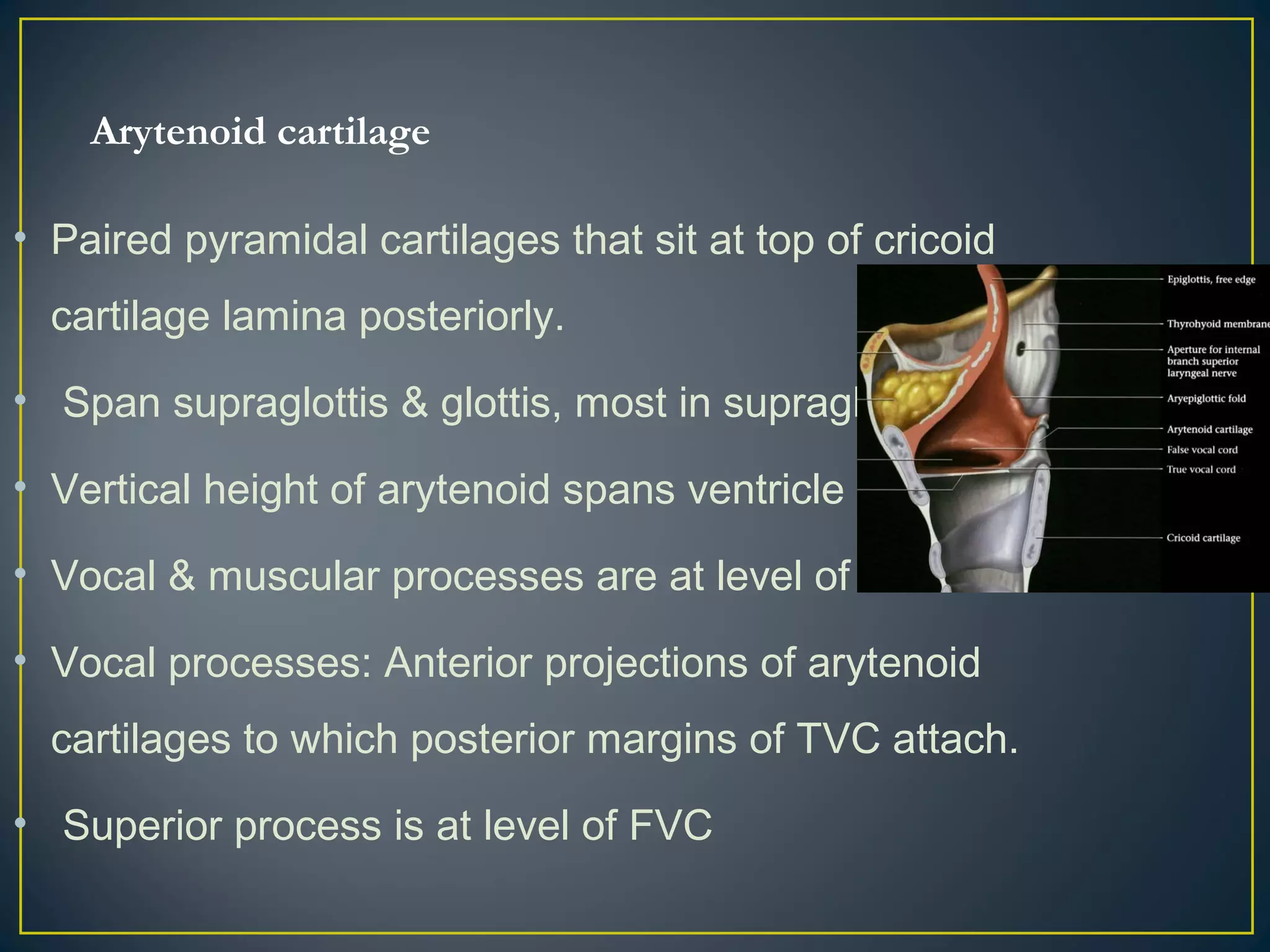 Larynx anatomy CT and MRI | PPT
