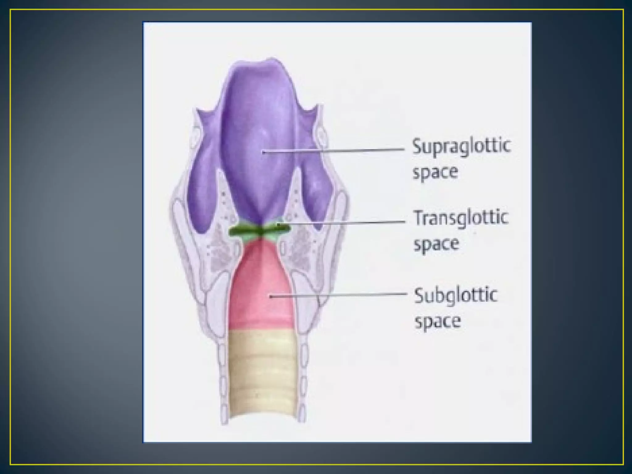 Larynx anatomy CT and MRI | PPT