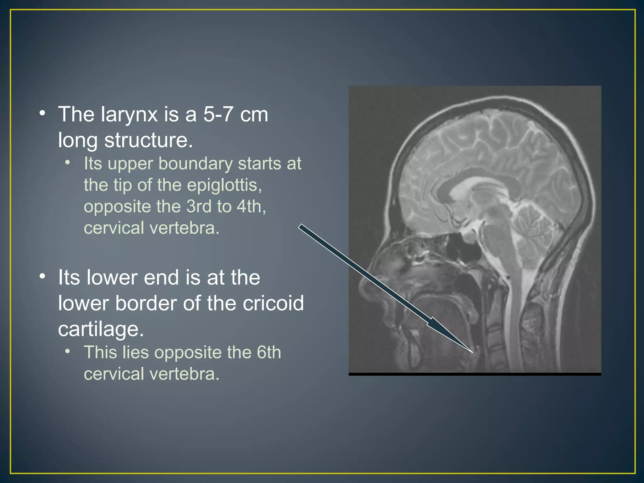 Larynx anatomy CT and MRI | PPT