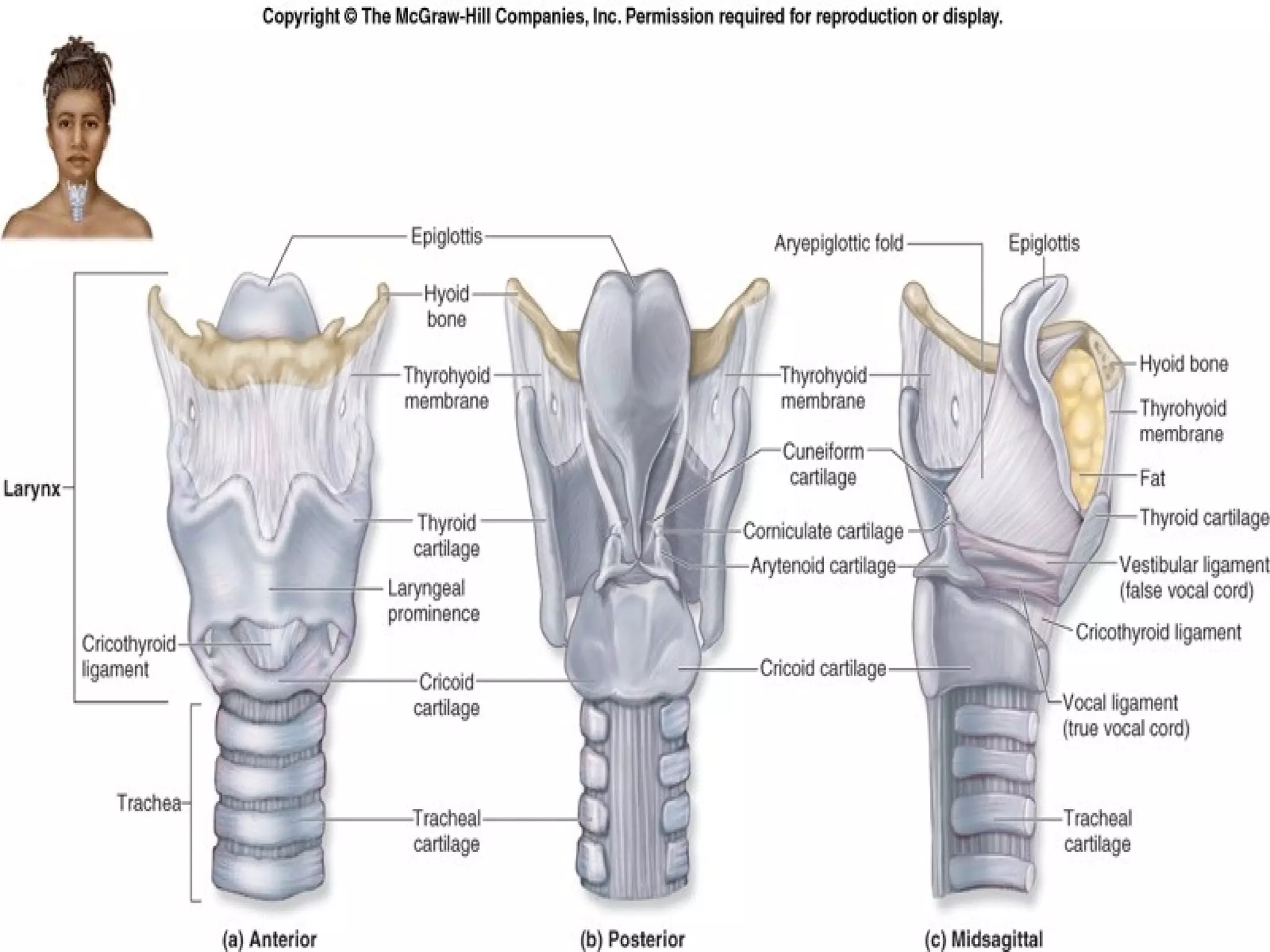 Larynx anatomy CT and MRI | PPT