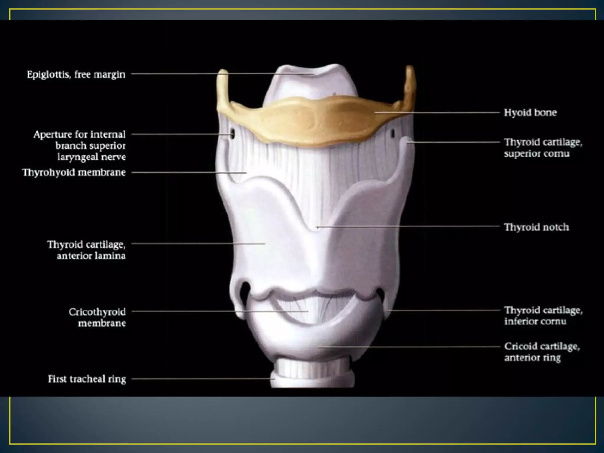 Larynx anatomy CT and MRI | PPT
