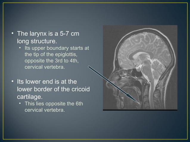 Larynx anatomy CT and MRI | PPT
