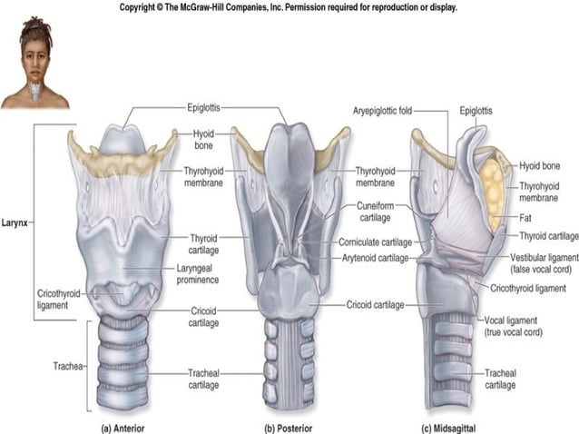 Larynx anatomy CT and MRI | PPT