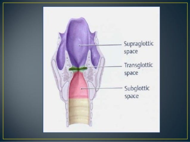 Larynx Anatomy Ct And Mri
