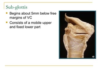 Larynx anatomy of larynx | PPT