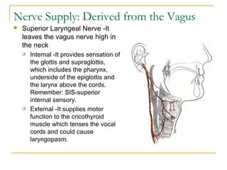 Larynx anatomy of larynx | PPT