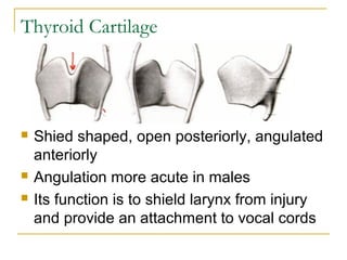 Larynx anatomy of larynx | PPT