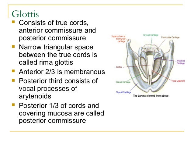 Larynx anatomy of larynx