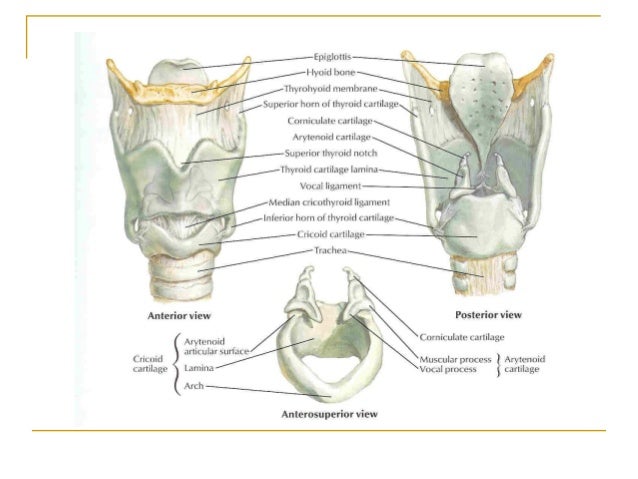 Larynx anatomy of larynx