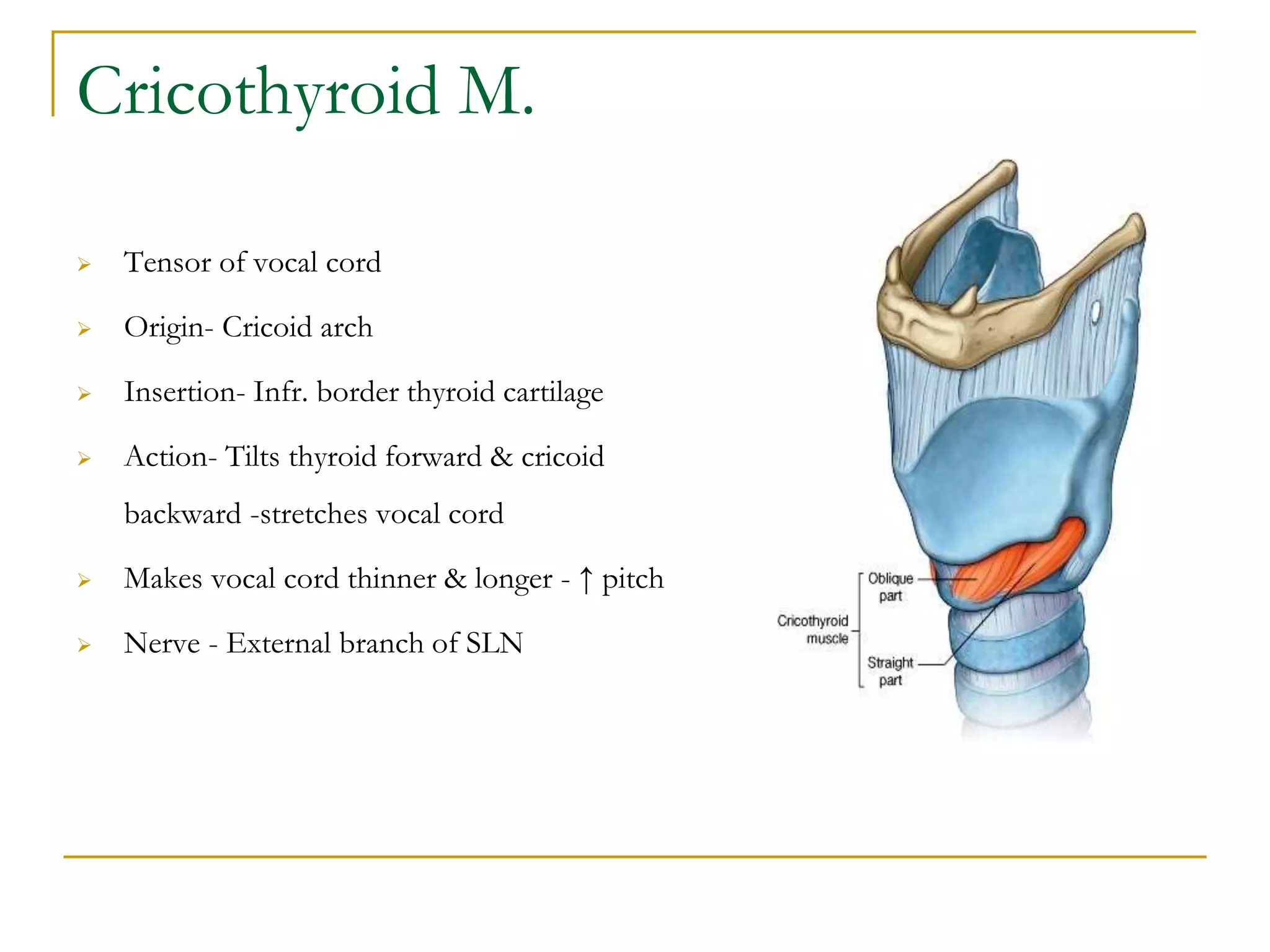 Anatomy of Larynx Dr Utkal Mishra | PPSX