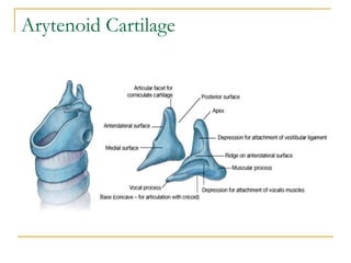Anatomy of Larynx Dr Utkal Mishra | PPSX