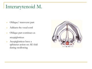Anatomy of Larynx Dr Utkal Mishra | PPSX