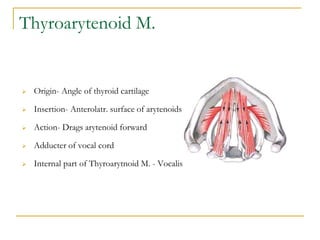 Anatomy of Larynx Dr Utkal Mishra | PPSX