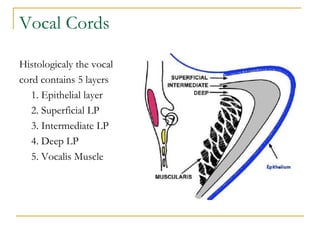 Anatomy of Larynx Dr Utkal Mishra | PPSX