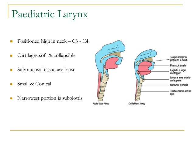 Anatomy of Larynx