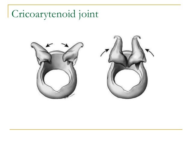 Anatomy of Larynx Dr Utkal Mishra