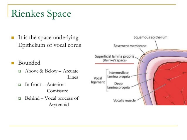 Anatomy of Larynx Dr Utkal Mishra