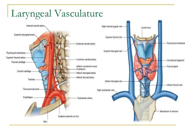 Anatomy of Larynx Dr Utkal Mishra