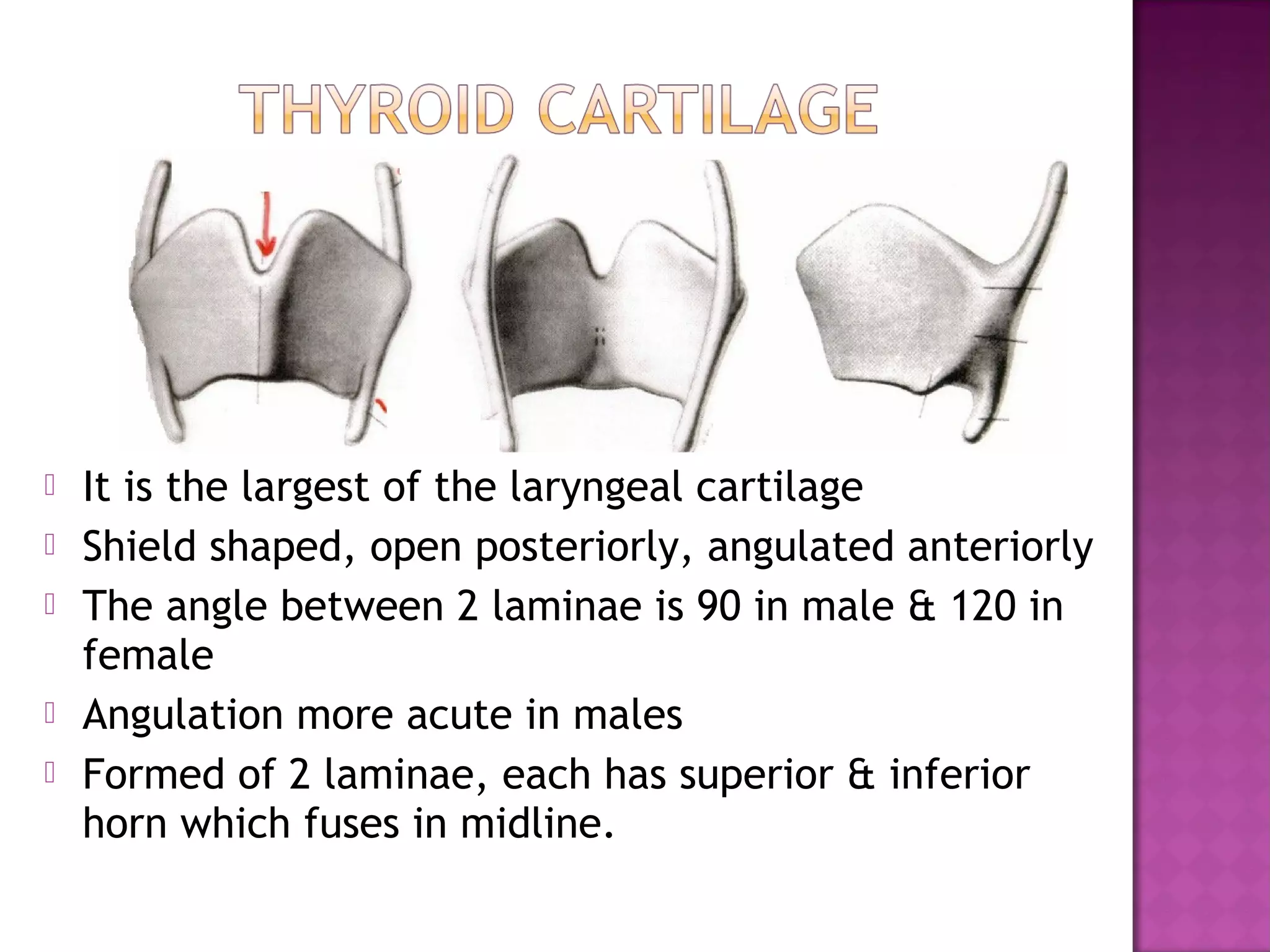 Larynx anatomy of larynx (1) | PPT