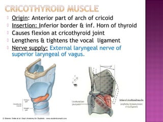Larynx anatomy of larynx (1) | PPT