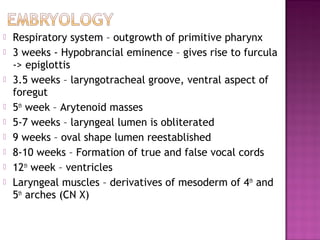 Larynx anatomy of larynx (1) | PPT