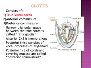 Posterior Commissure Larynx