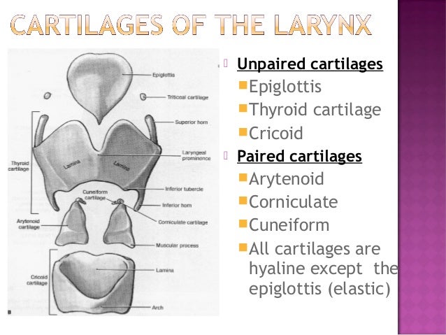Larynx anatomy of larynx (1)