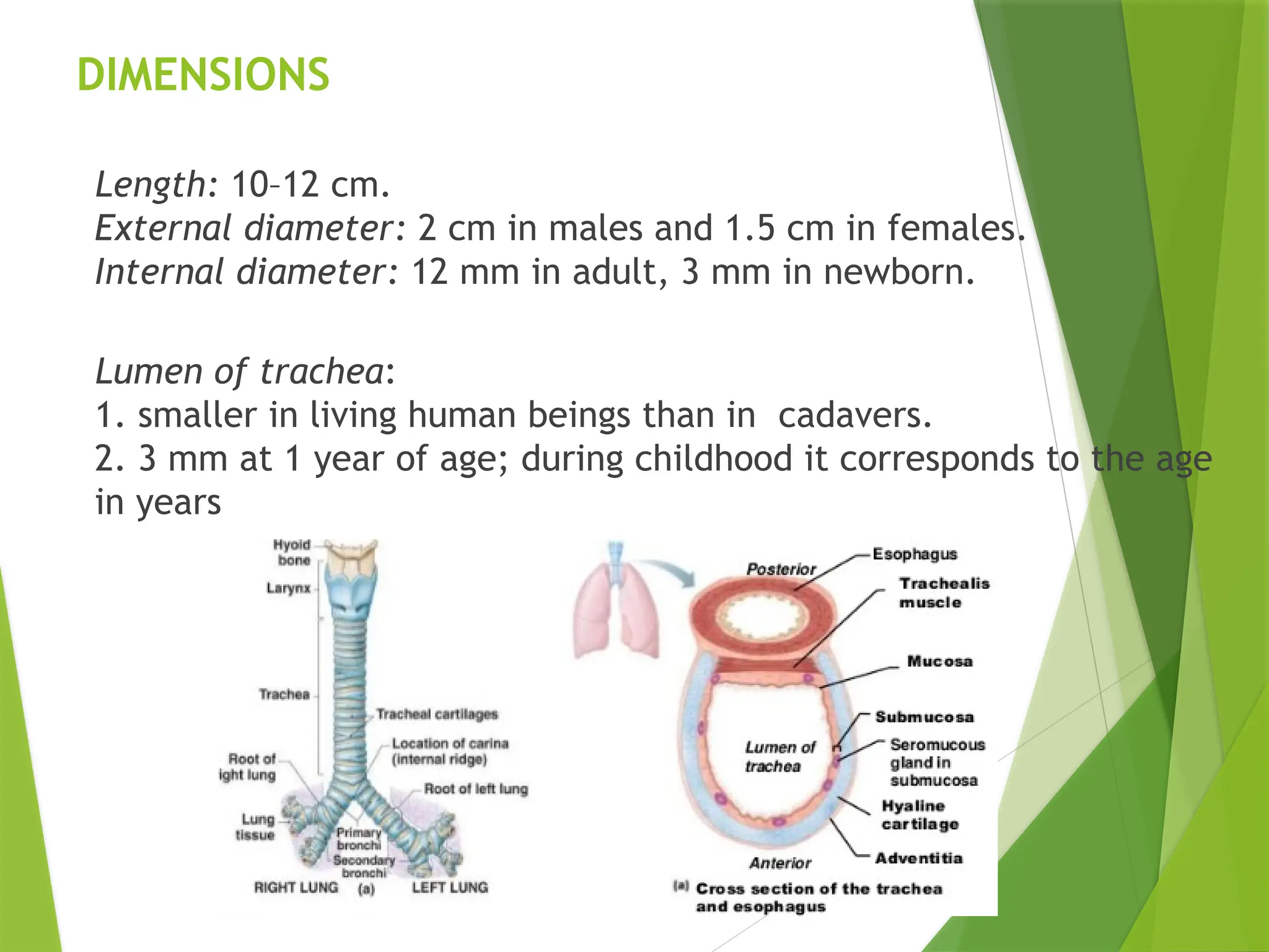 Larynx and Trachea,bronchial tree thoracic cage and intercoastal space.pptx