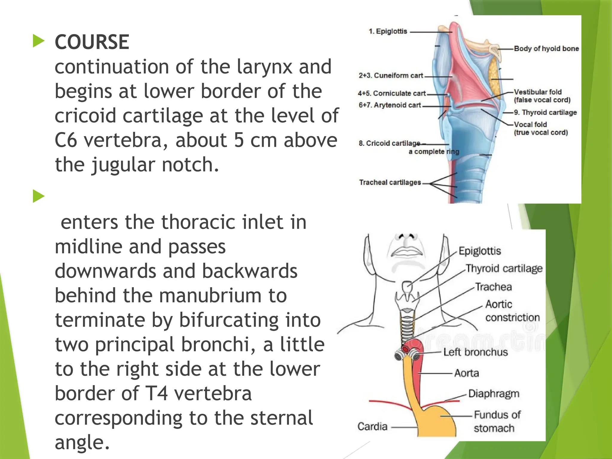 Larynx and Trachea,bronchial tree thoracic cage and intercoastal space.pptx