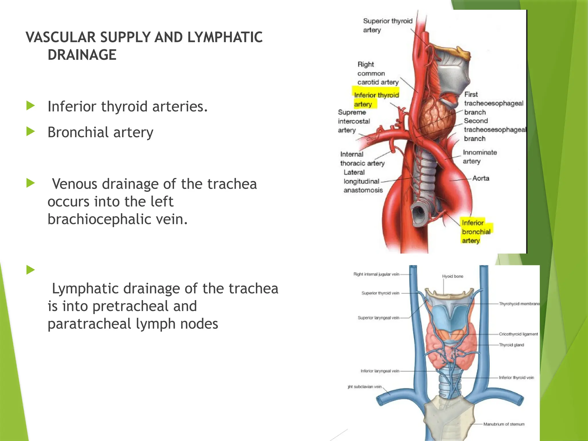 Larynx and Trachea,bronchial tree thoracic cage and intercoastal space.pptx