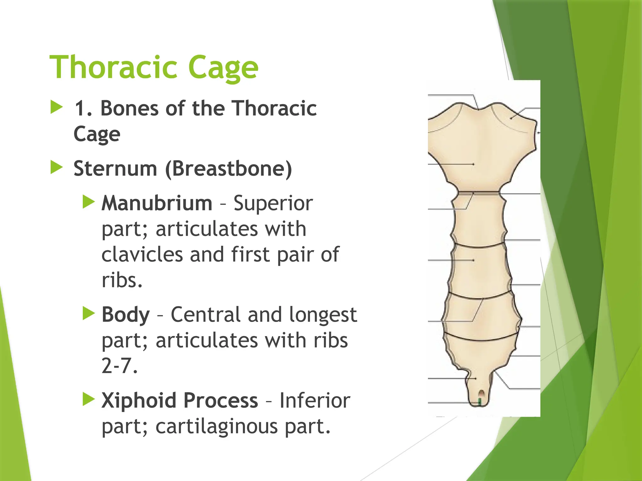 Larynx and Trachea,bronchial tree thoracic cage and intercoastal space.pptx