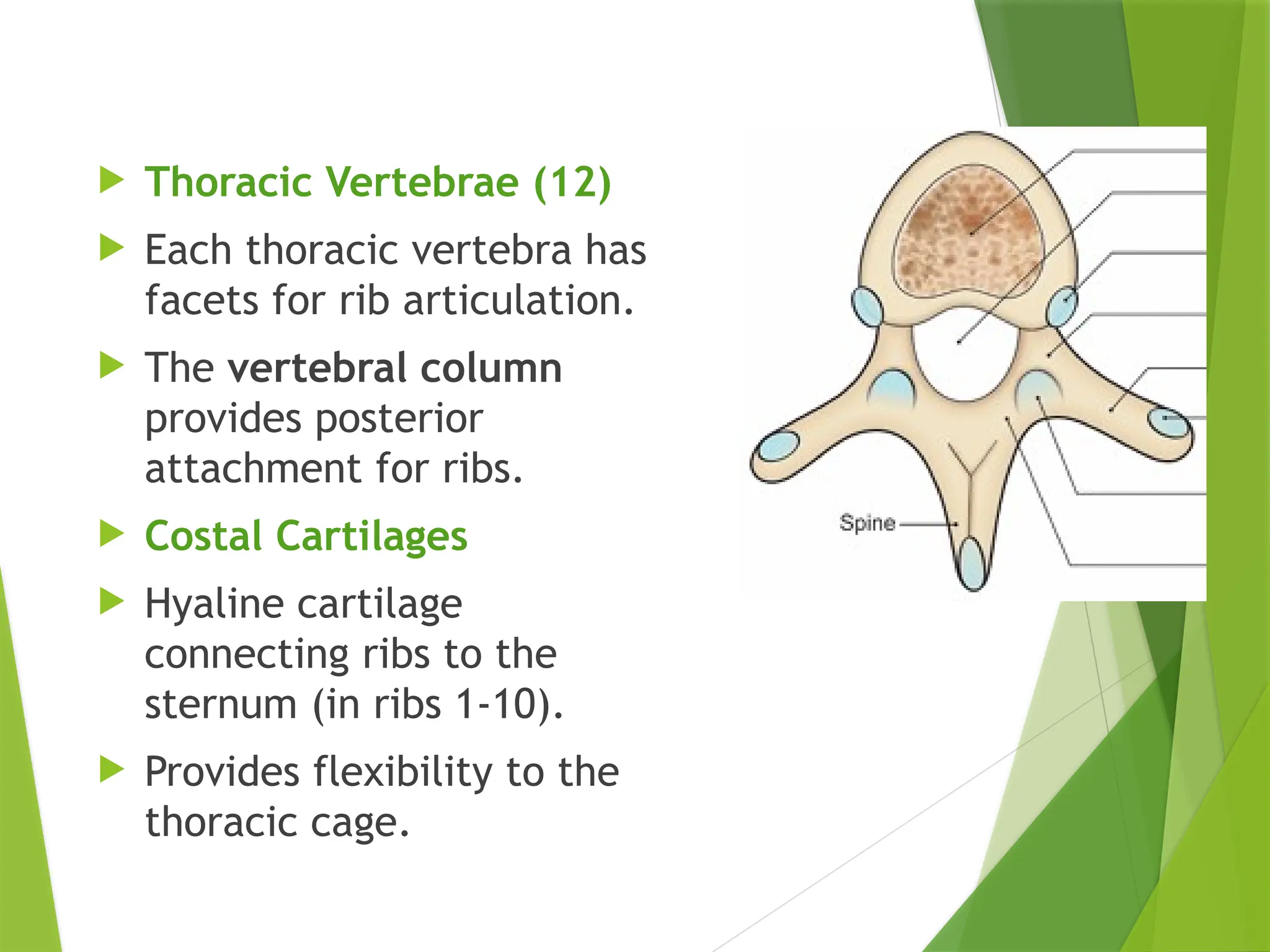 Larynx and Trachea,bronchial tree thoracic cage and intercoastal space.pptx