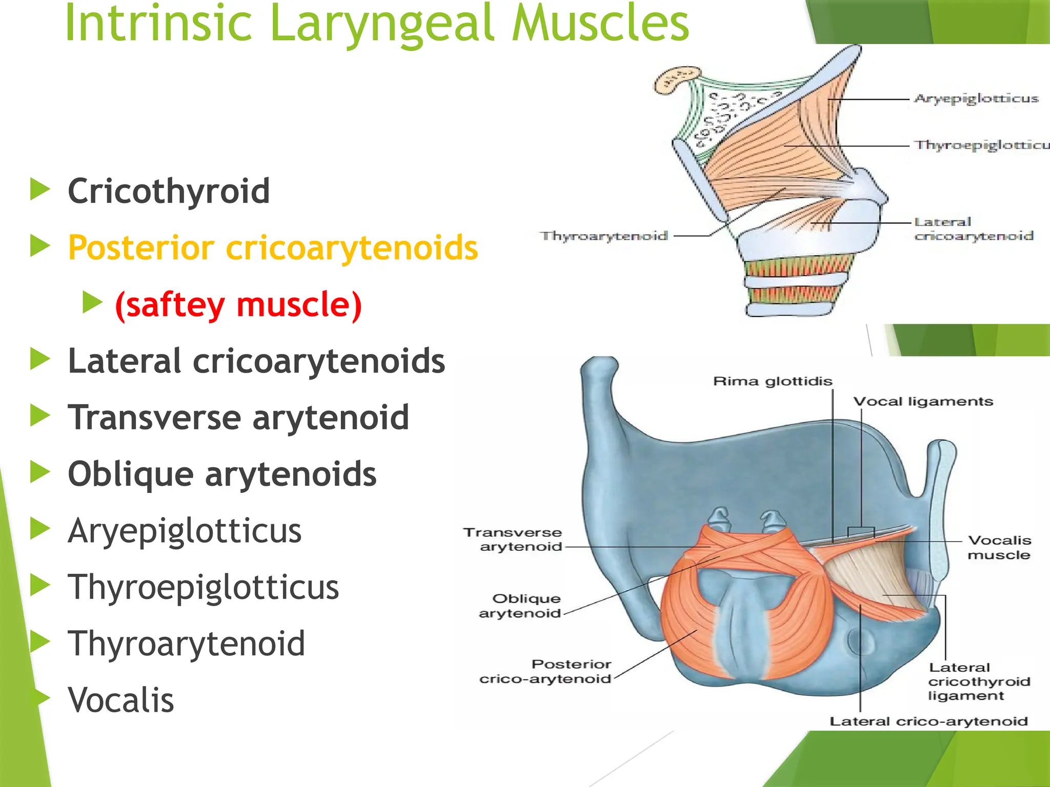Larynx and Trachea,bronchial tree thoracic cage and intercoastal space.pptx